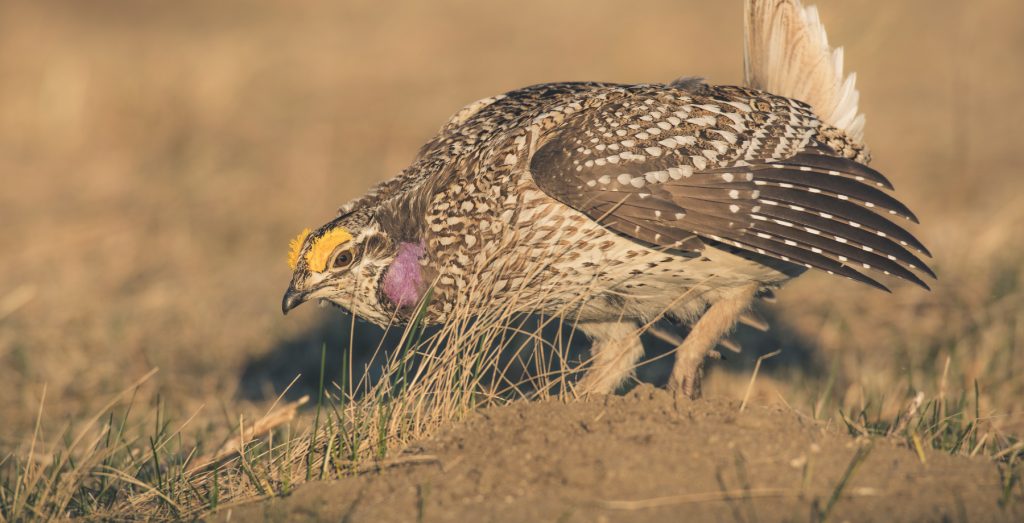 Management of Brushland Habitats for Wildlife - Minnesota Sharp-tailed ...