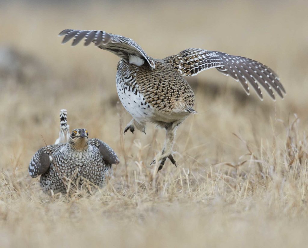 Bringing Back the Sharptail - Minnesota Sharp-tailed Grouse Society