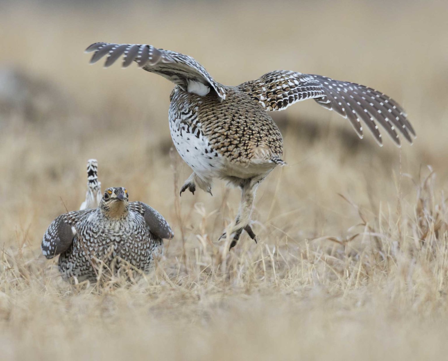 Bringing Back the Sharptail - Minnesota Sharp-tailed Grouse Society
