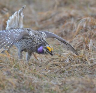 Home - Minnesota Sharp-tailed Grouse Society